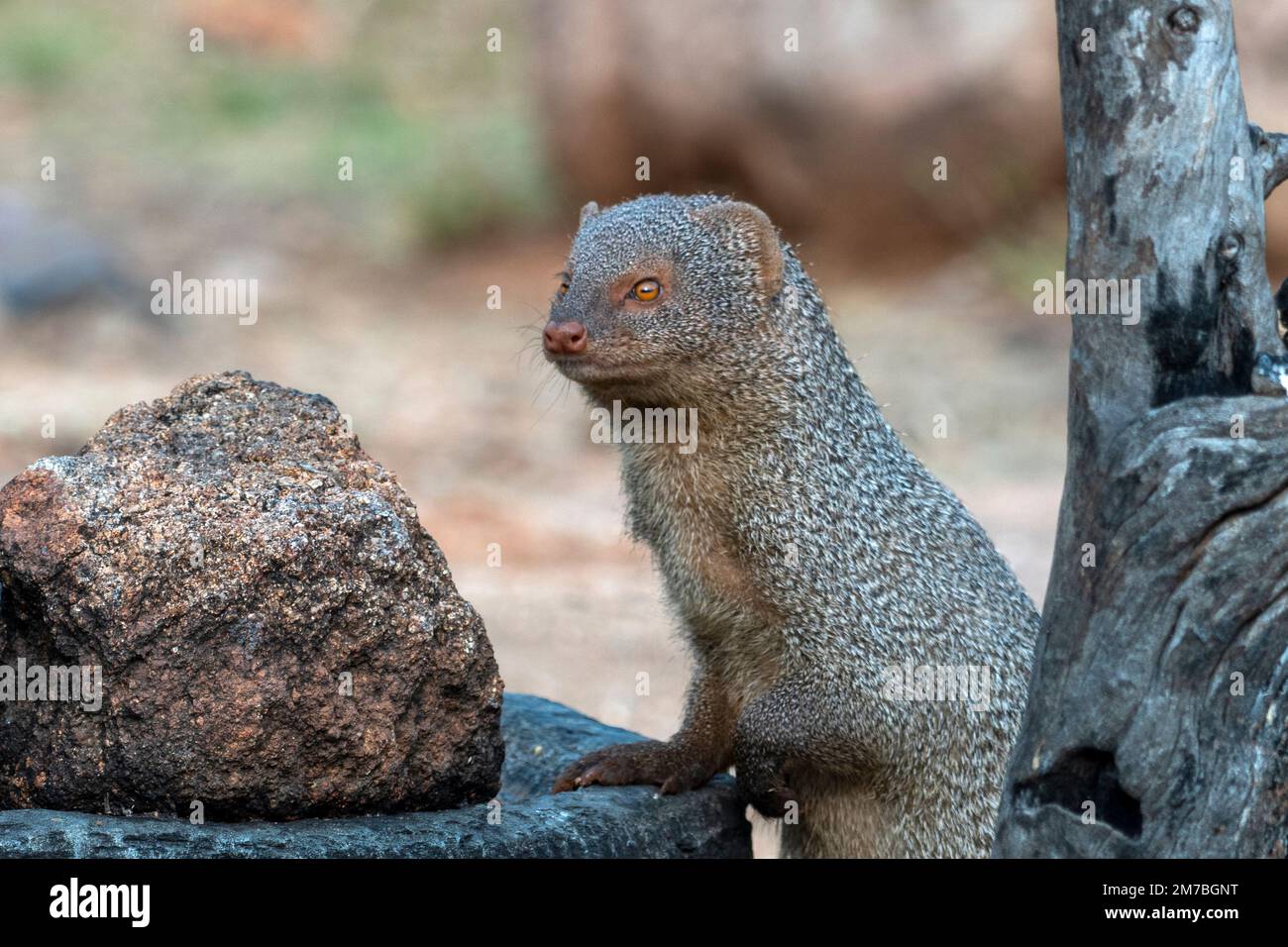 Indian mongoose hi-res stock photography and images - Alamy