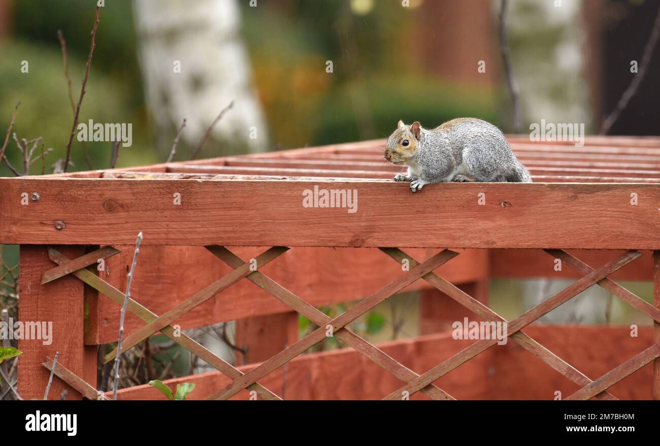 squirrel stealing the bird food Stock Photo - Alamy