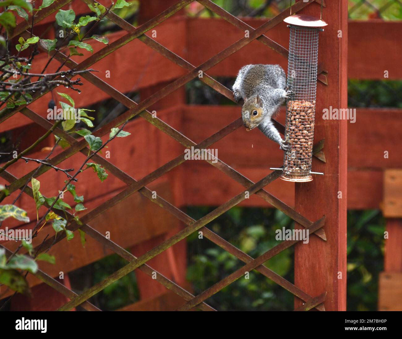 squirrel stealing the bird food Stock Photo - Alamy