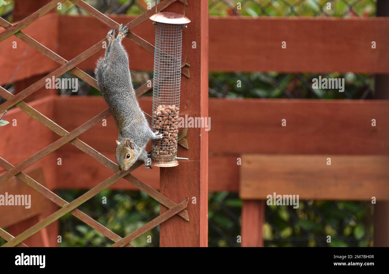 squirrel stealing the bird food Stock Photo - Alamy