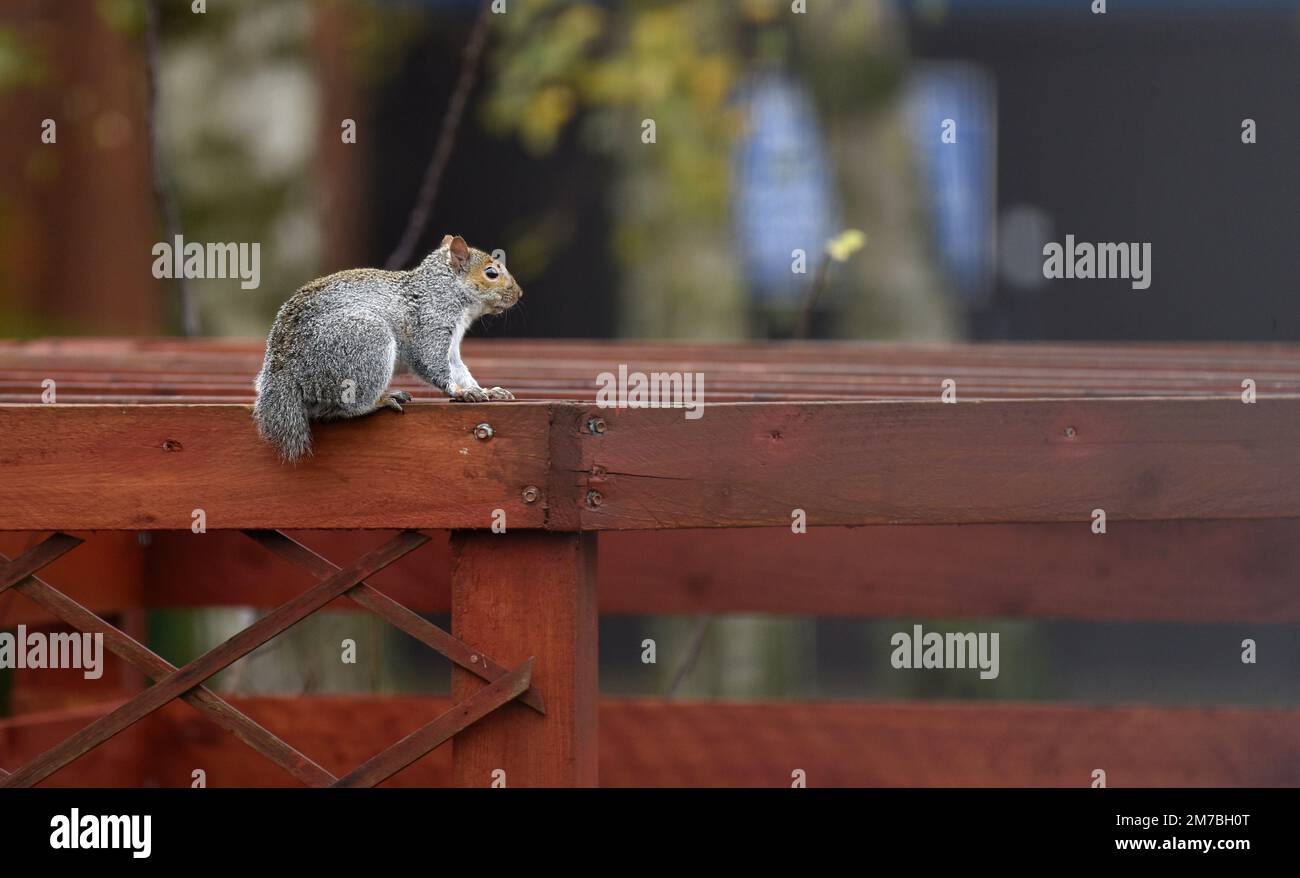 squirrel stealing the bird food Stock Photo - Alamy
