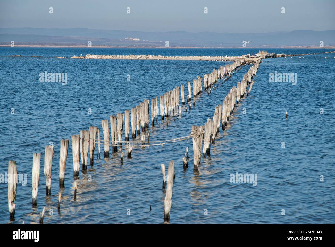 Wooden stakes driven into seawater as part of fishing gear Stock Photo ...