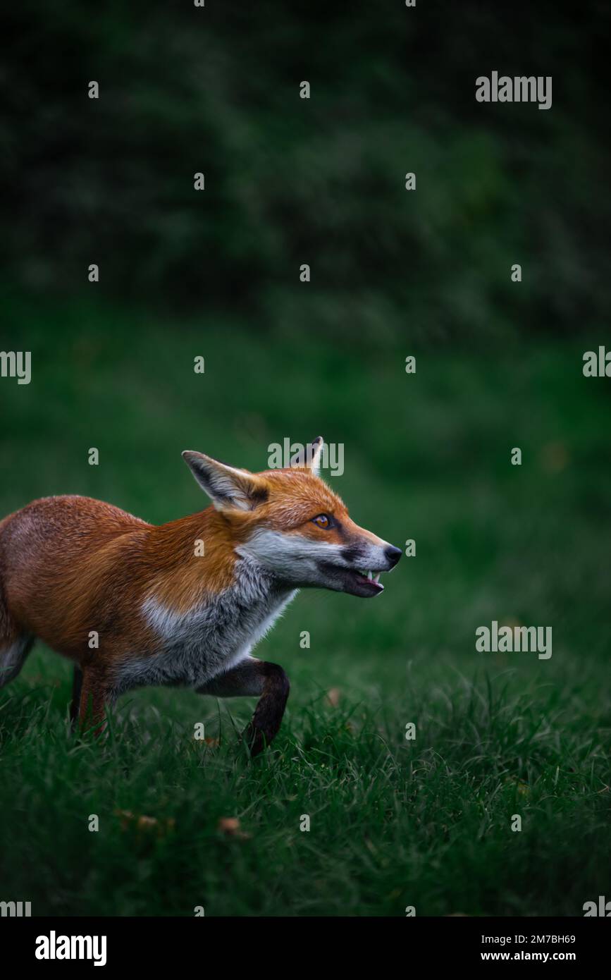 A vertical side view of a hungry Red fox looking for prey in the green ...