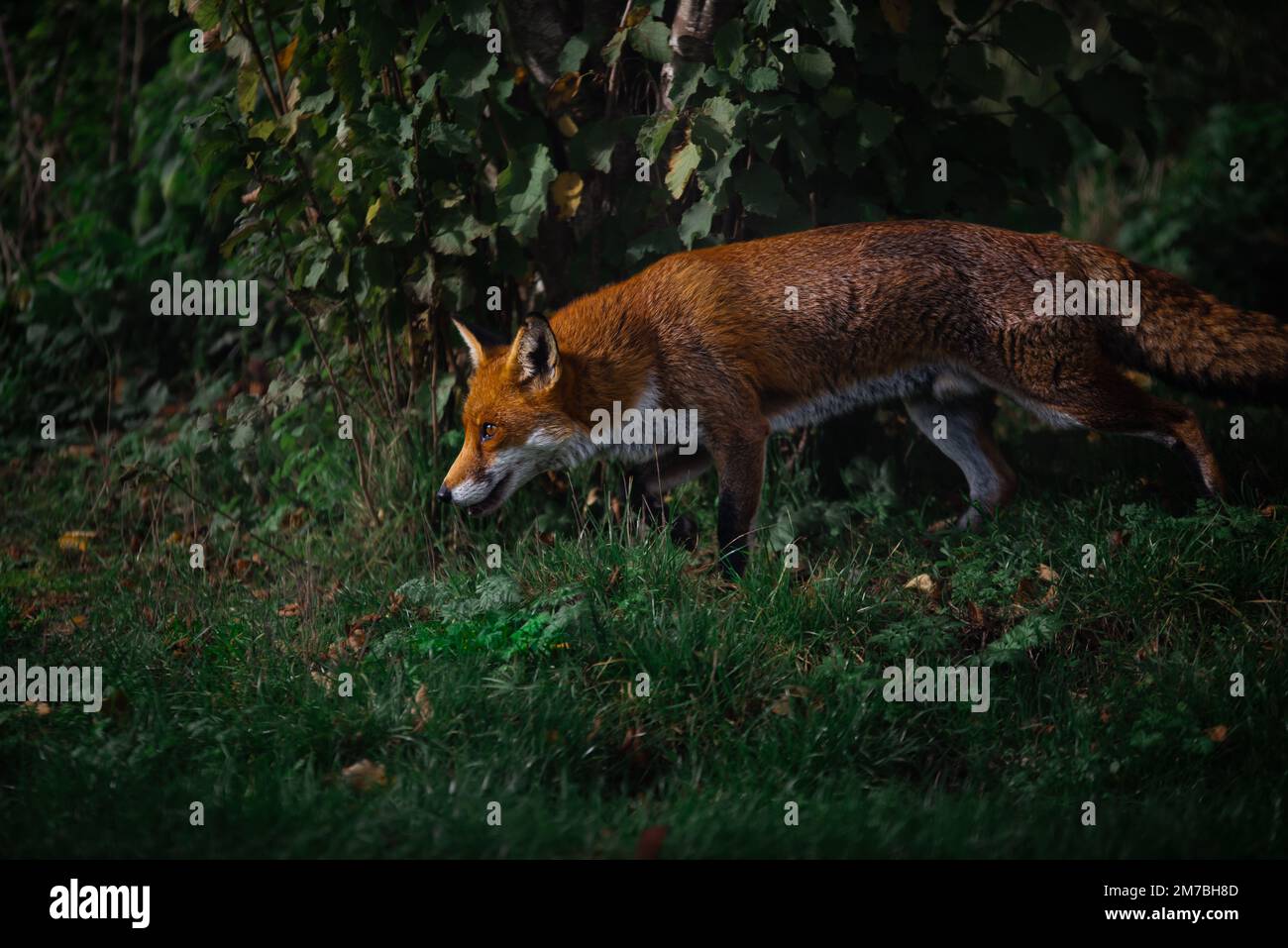 Side view fox looking hi-res stock photography and images - Alamy