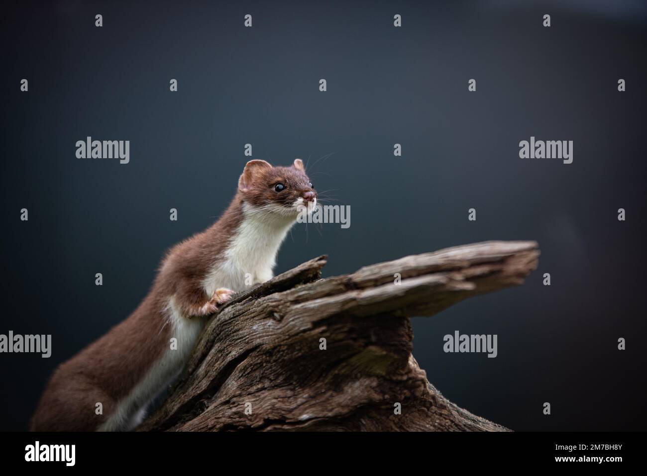 A shallow focus shot of an adorable Stoat looking around while standing ...