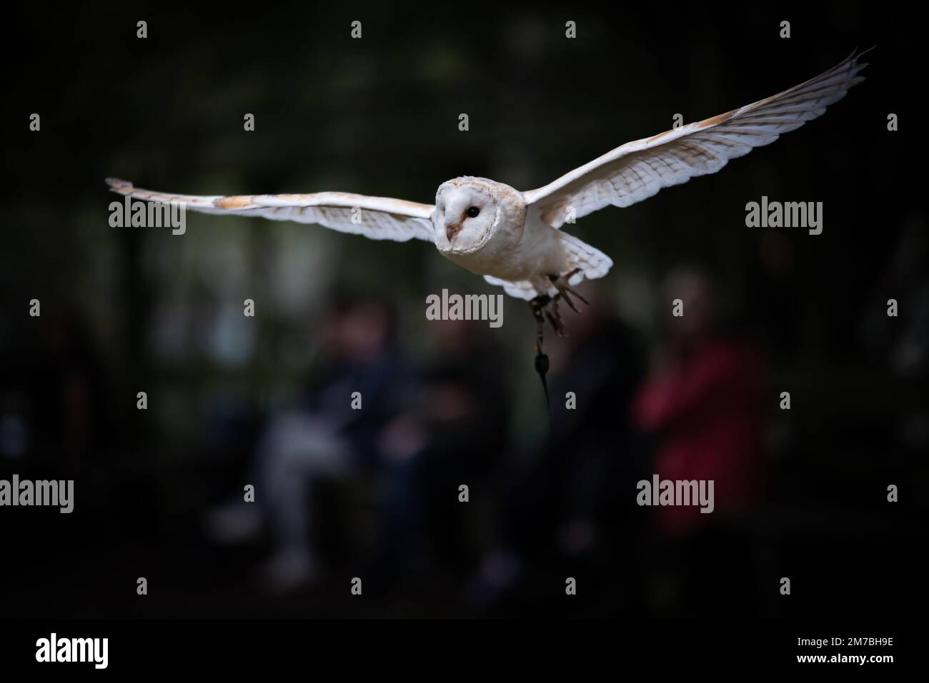 A shallow focus shot of a Barn owl with open wings flying and carrying ...