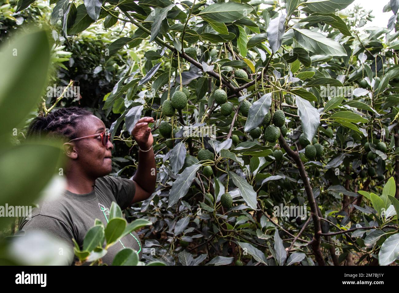 Monica njoroge hi-res stock photography and images - Alamy