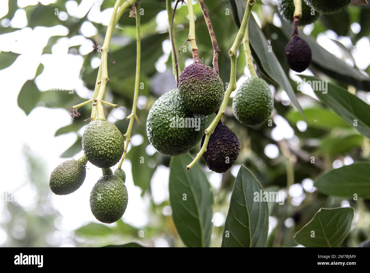 Climate change fruits hi-res stock photography and images - Alamy