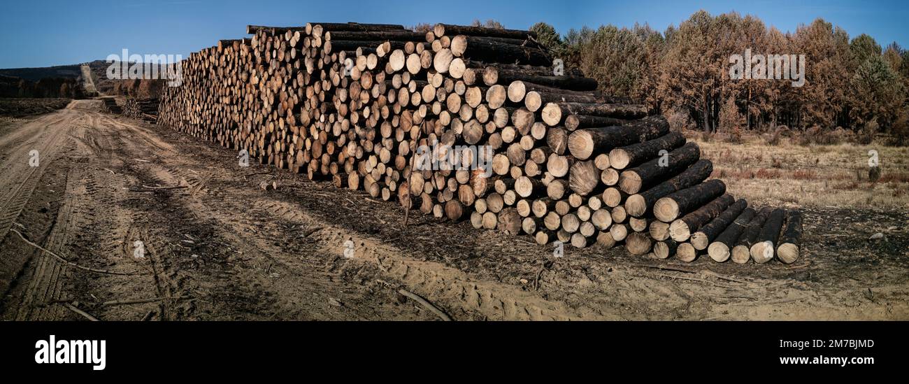 Huge bunch of logs after pine tree forest fire Stock Photo - Alamy