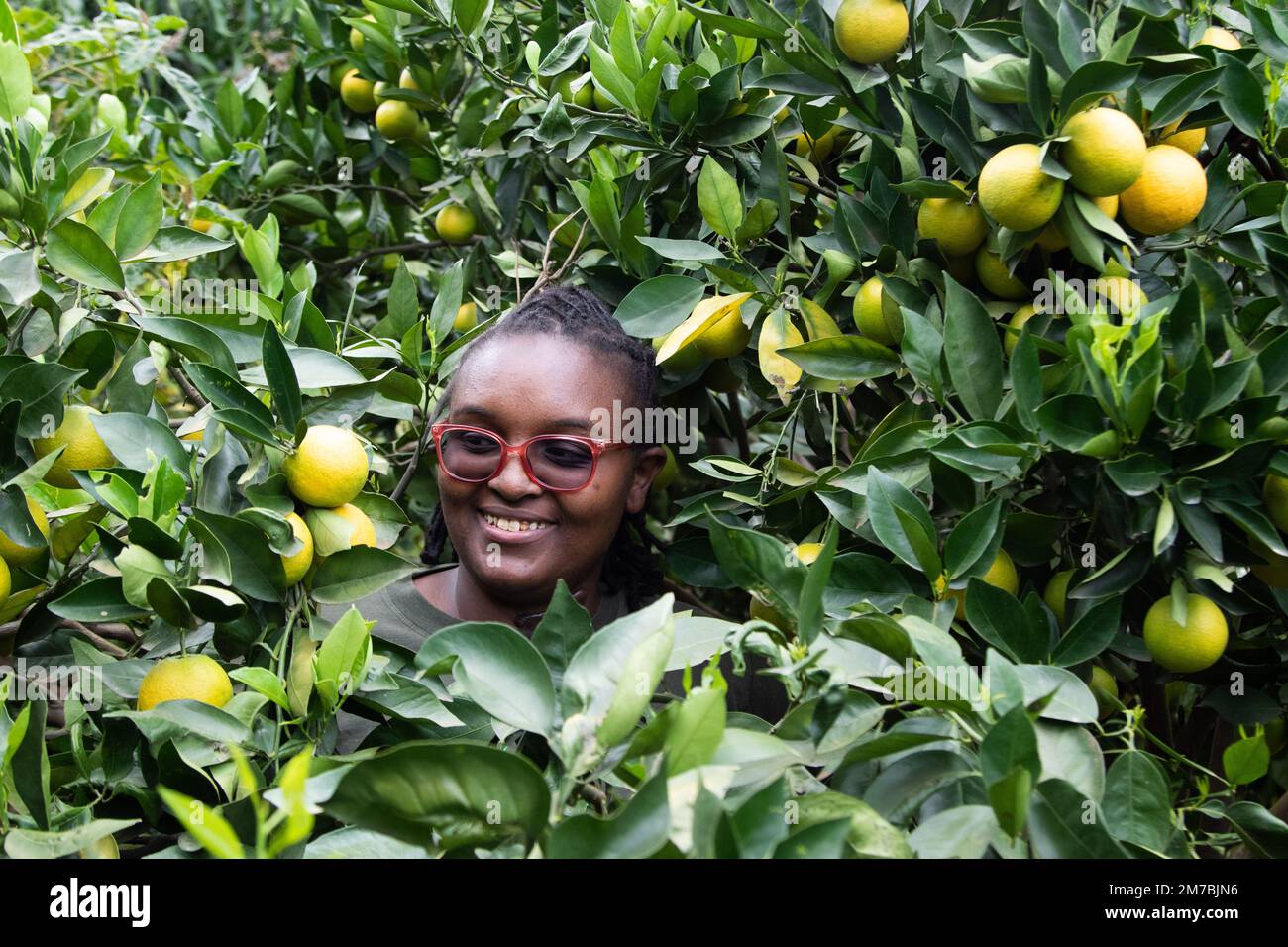 Monica Njoroge inspects oranges at her father’s small holder fruit farm ...