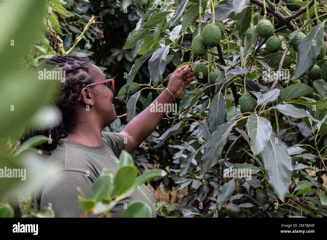 Monica Njoroge inspects avocados at her father’s small holder fruit ...