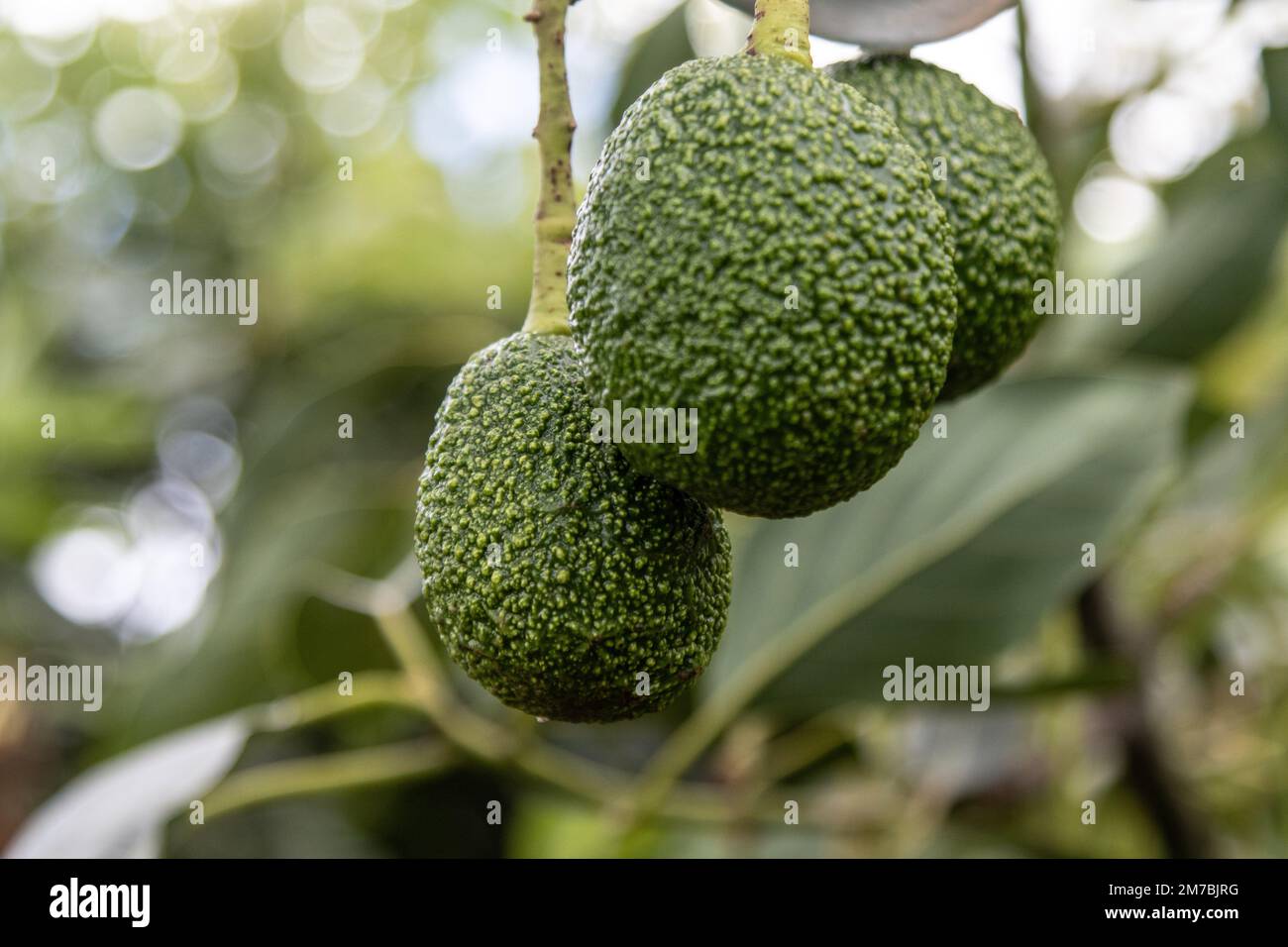Avocado fruits almost ready for harvest at a smallholder fruit farm in ...