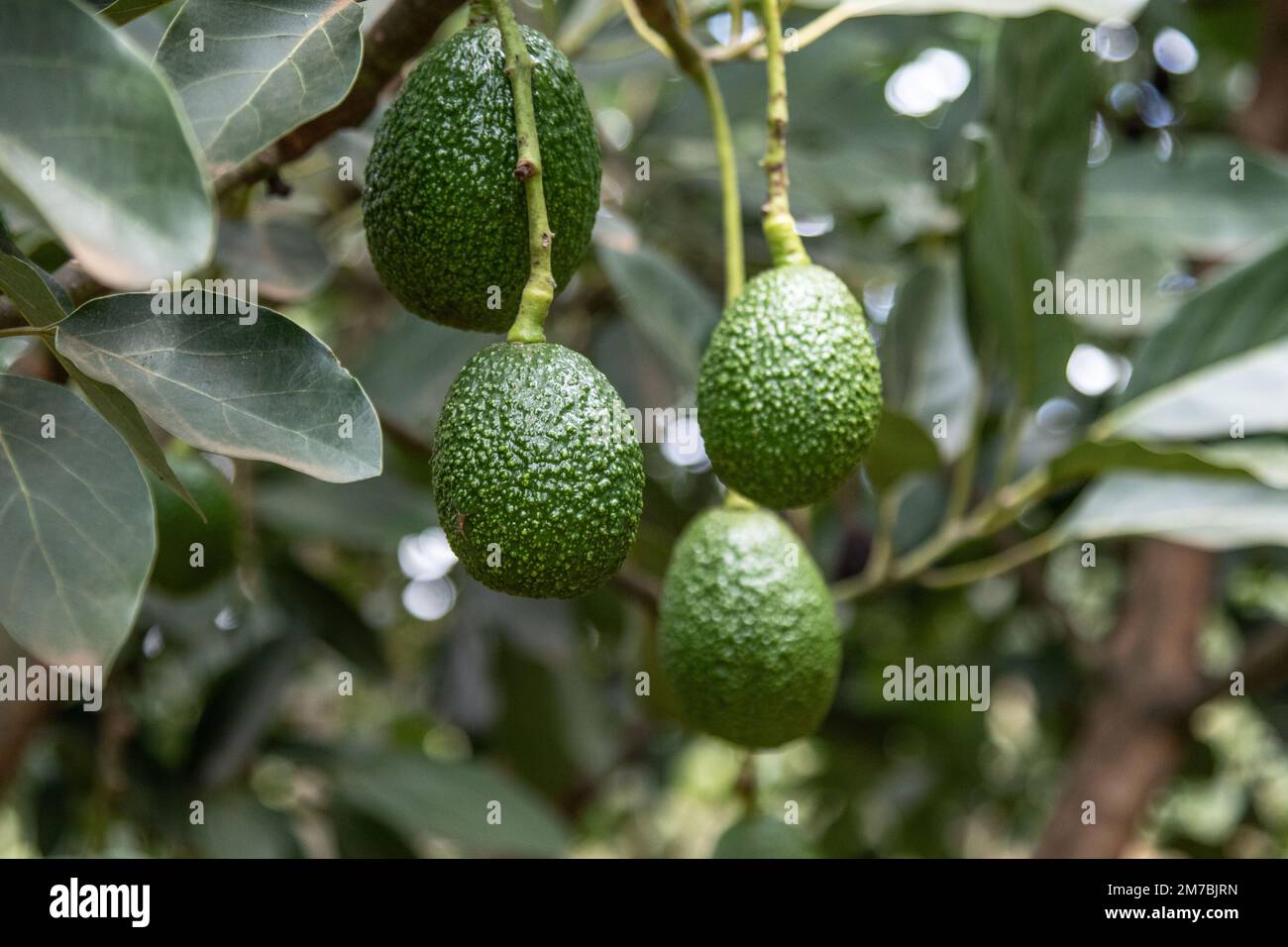 Avocado fruits almost ready for harvest at a smallholder fruit farm in ...