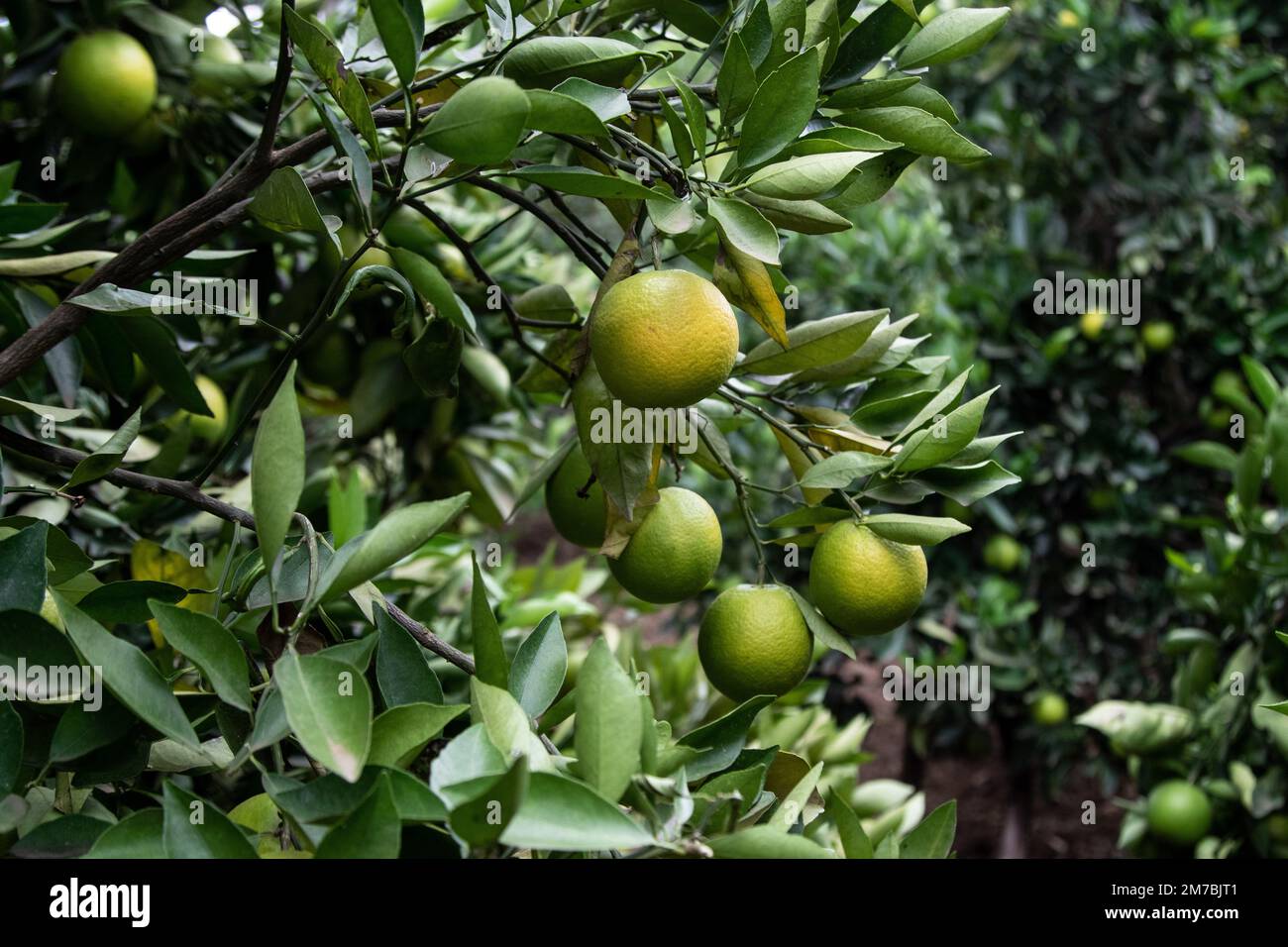 Ripening oranges at a smallholder fruit farm in Bahati, Nakuru County ...