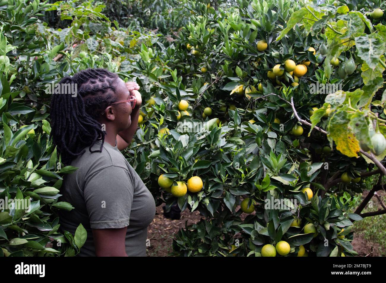 Monica Njoroge inspects oranges at her father’s small holder fruit farm ...