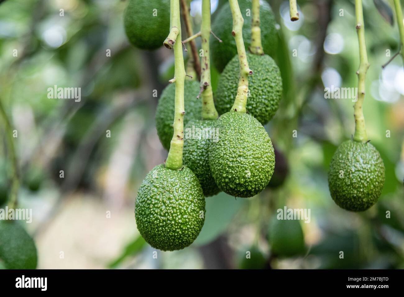 Avocado fruits almost ready for harvest at a smallholder fruit farm in ...