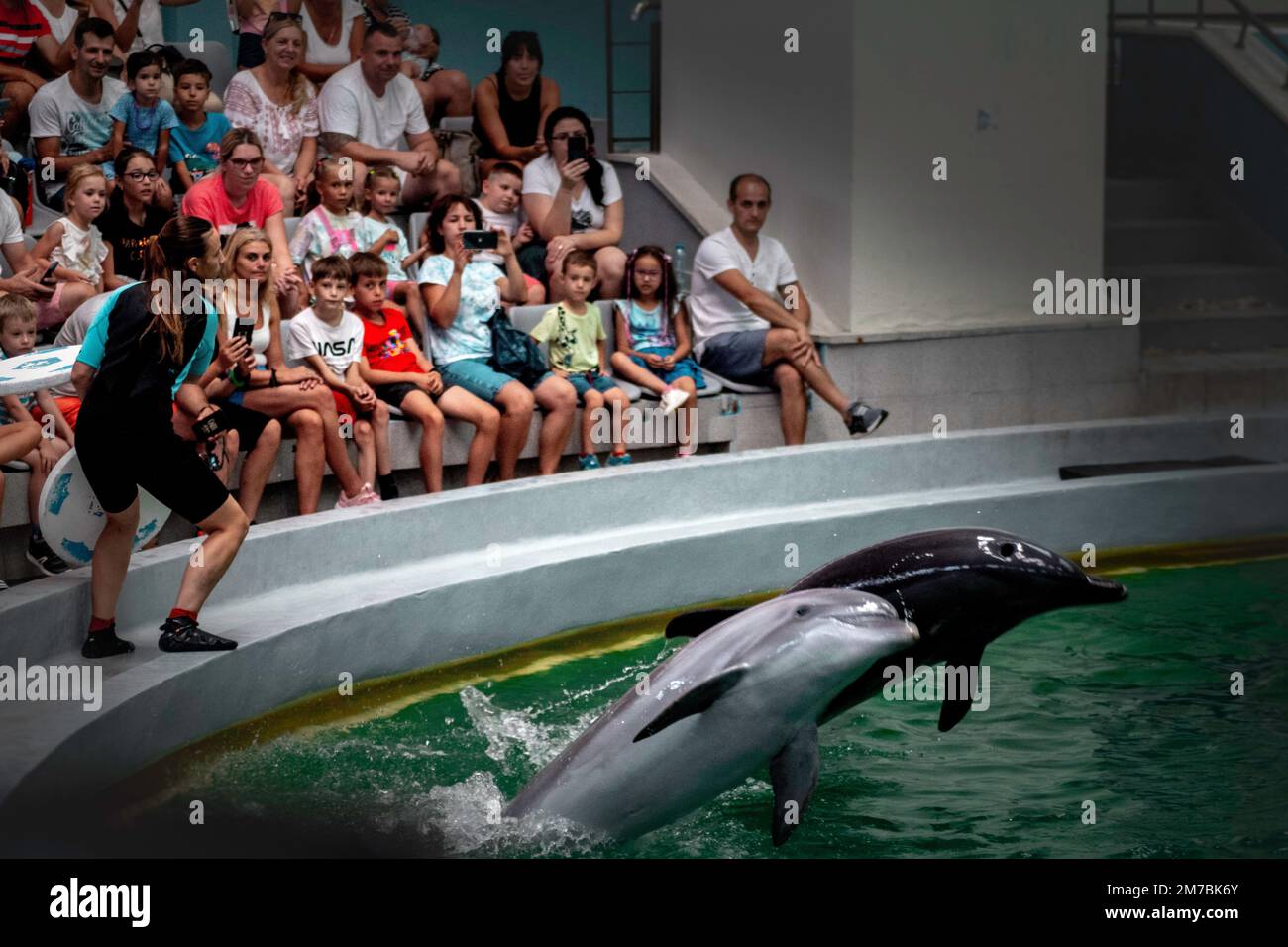 The two dolphins diving for a disk during performance with people ...