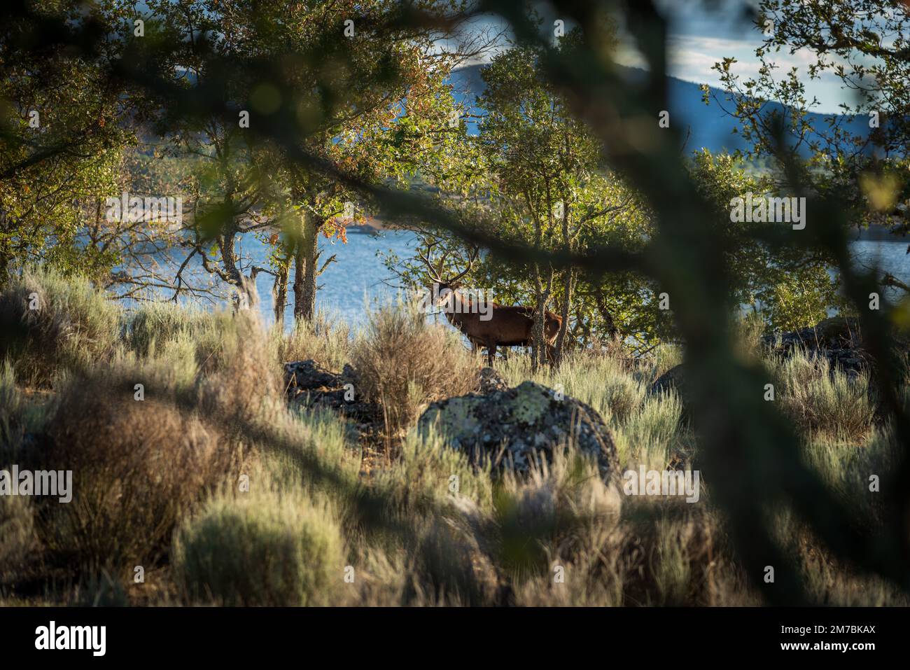 Male deer suspicious about hidden hunter in the bush Stock Photo - Alamy