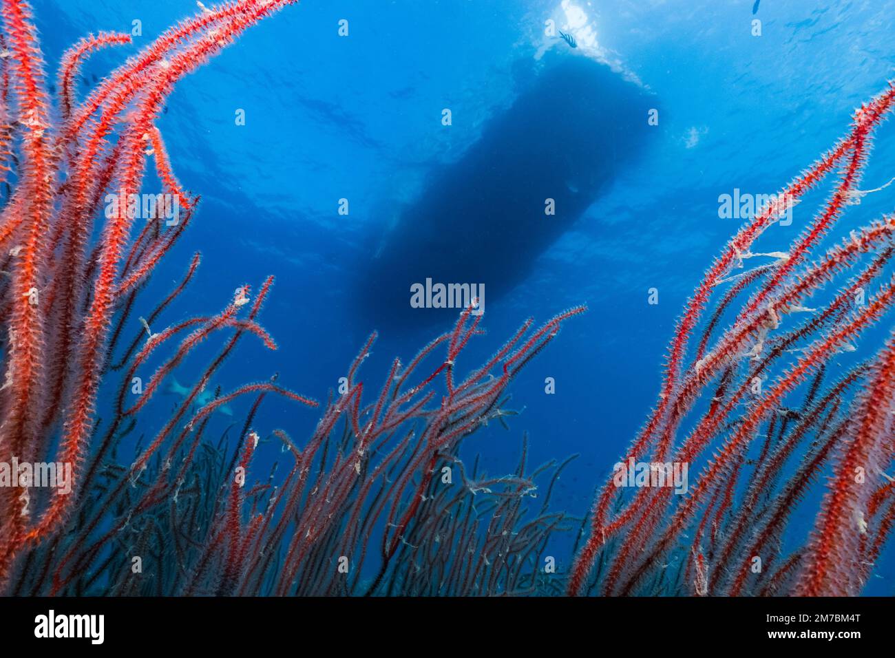 A low angle shot of a colorful red coral with a blue sea and a boat in ...