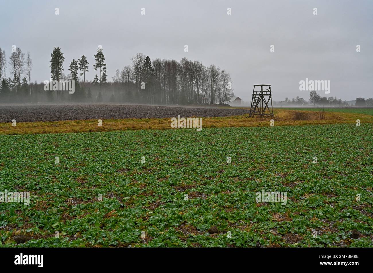 Hunting tower standing out on green field in january Stock Photo - Alamy