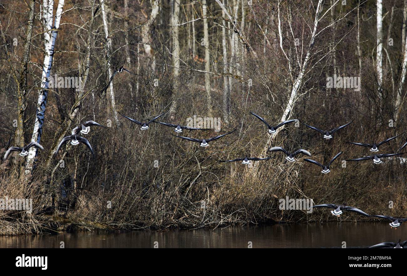A flock of wild geese flying over the river of Isar in Moos, Bavaria ...