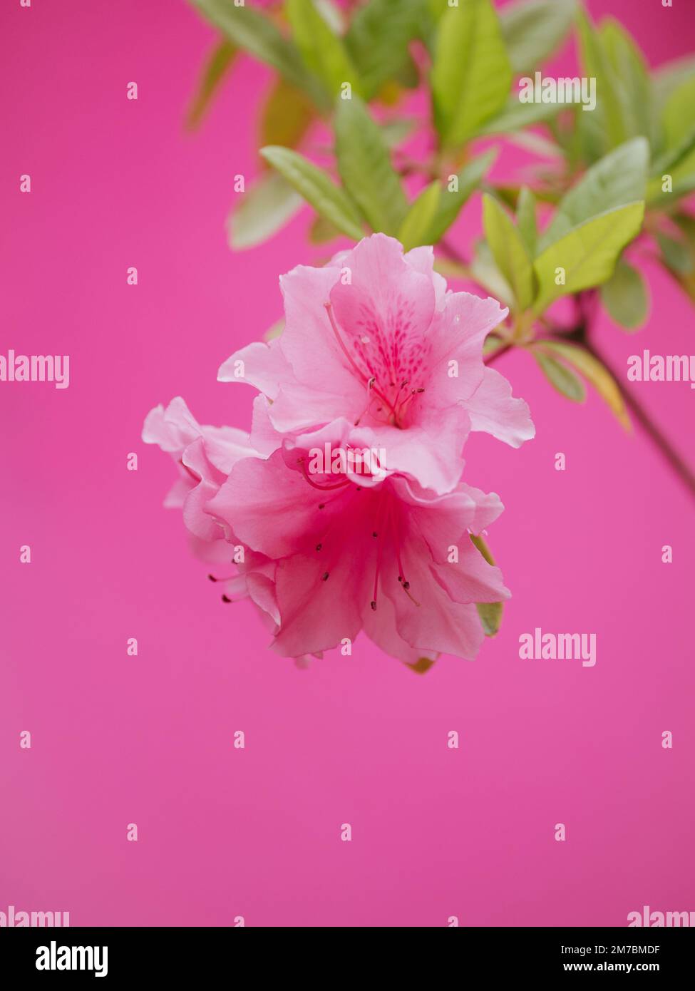 pink azalea flowers grow in a pink environment Stock Photo - Alamy