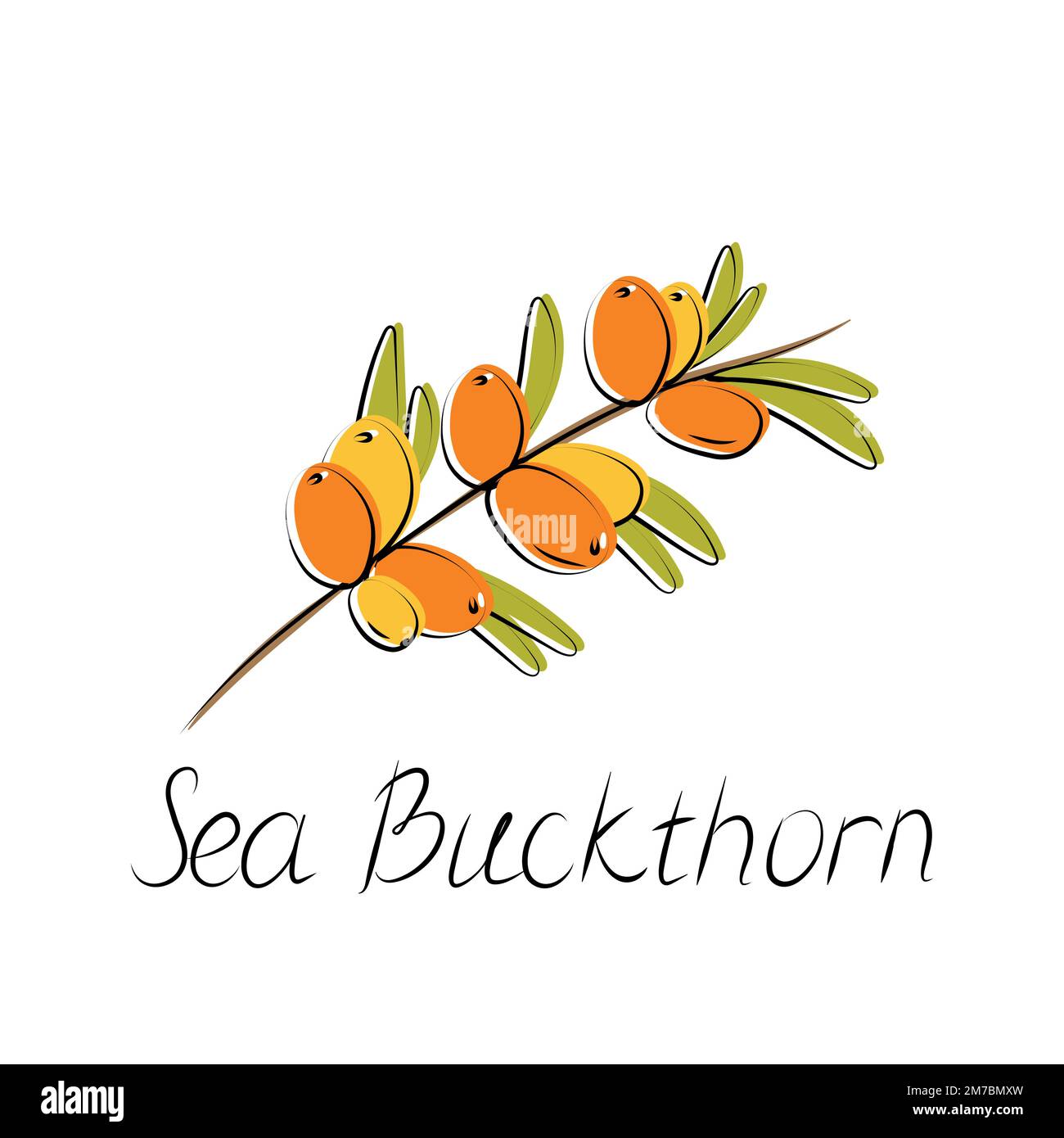 Sallowthorn Stock Vector Images - Alamy