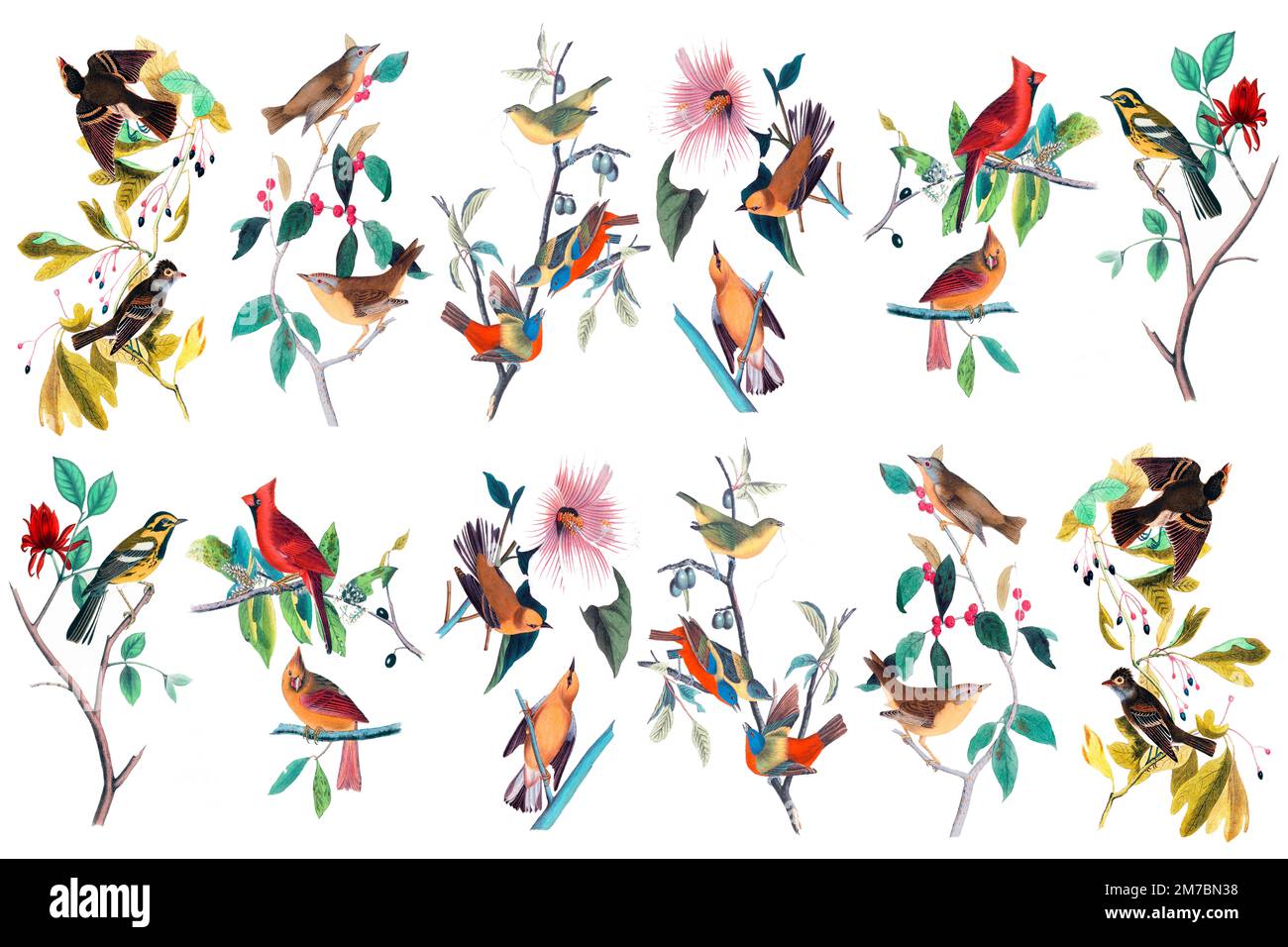 Birds of paradise pattern hi-res stock photography and images - Alamy
