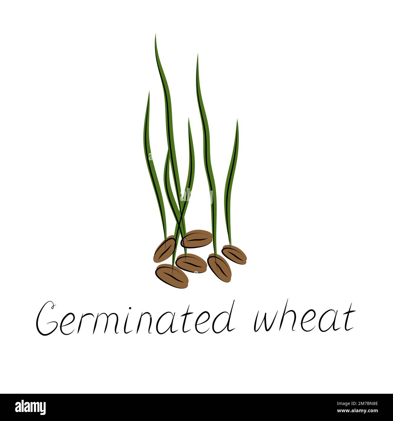 Sprouted wheat seeds. Germinated wheat icon sign. Plant illustration ...