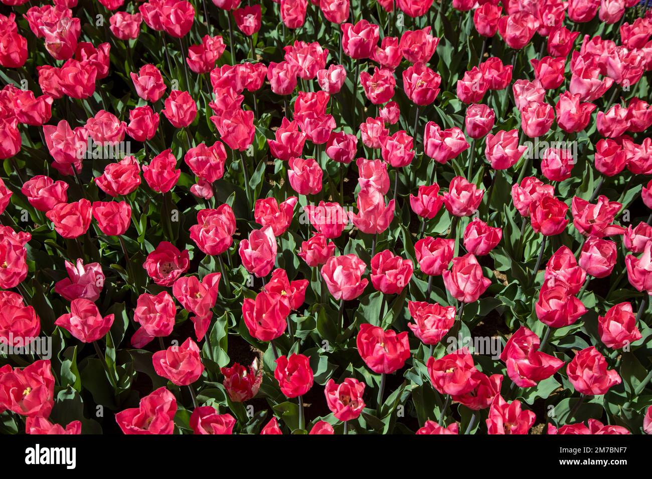 Tulips tulip red hi-res stock photography and images - Alamy