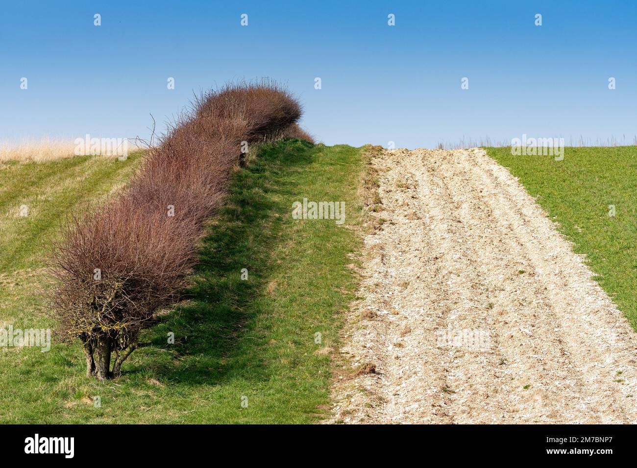 Buffer strip on either side of a hedge in an arable field to help ...