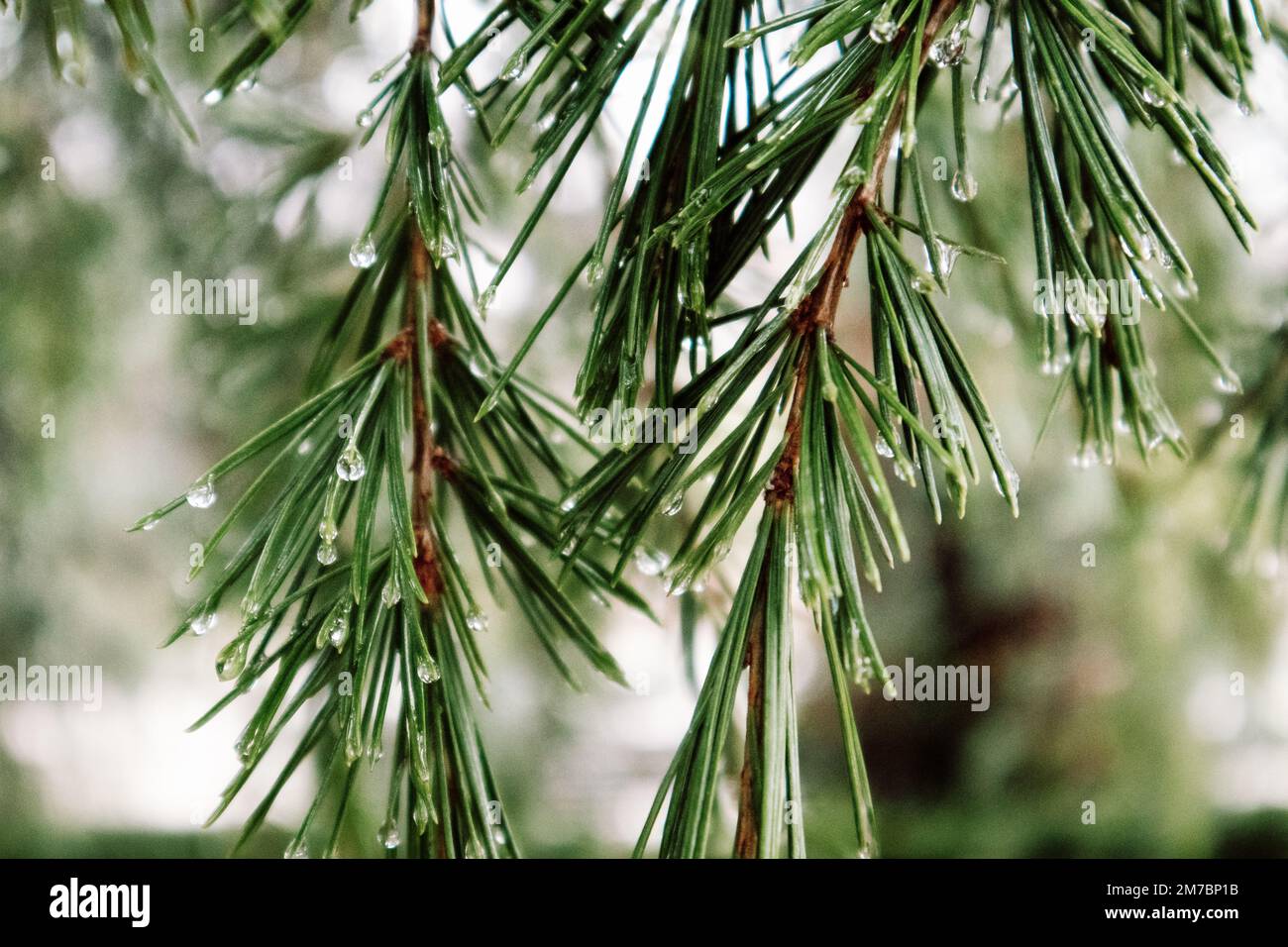 Evergreen conifers pine spruce tree branch long needles with drops of ...