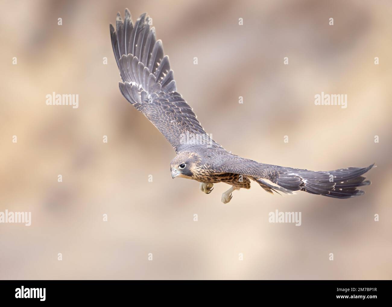 A closeup of a peregrine falcon during flight. Falco peregrinus Stock ...
