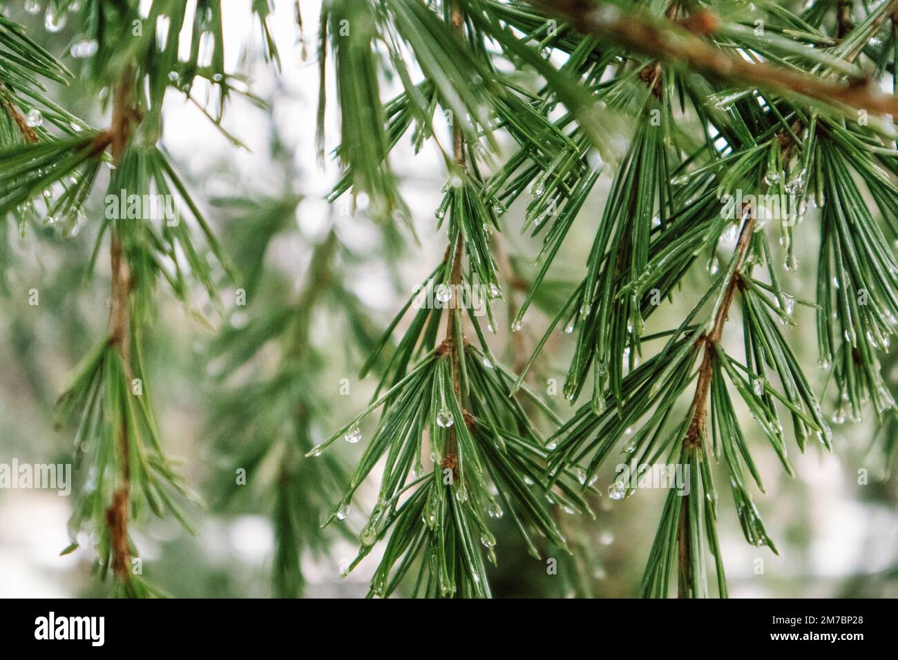 Evergreen conifers pine spruce tree branch long needles with drops of ...