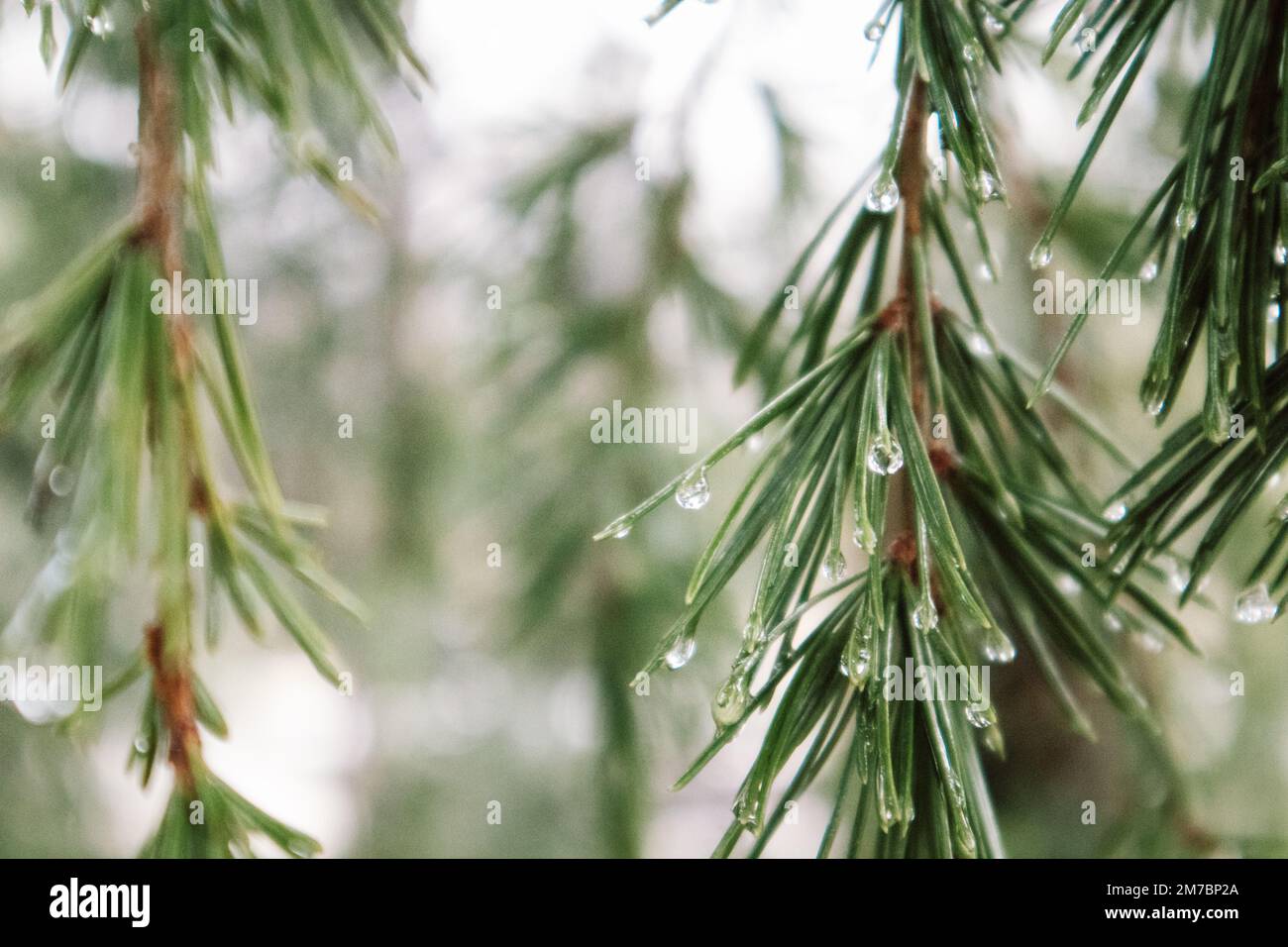 Evergreen conifers pine spruce tree branch long needles with drops of ...