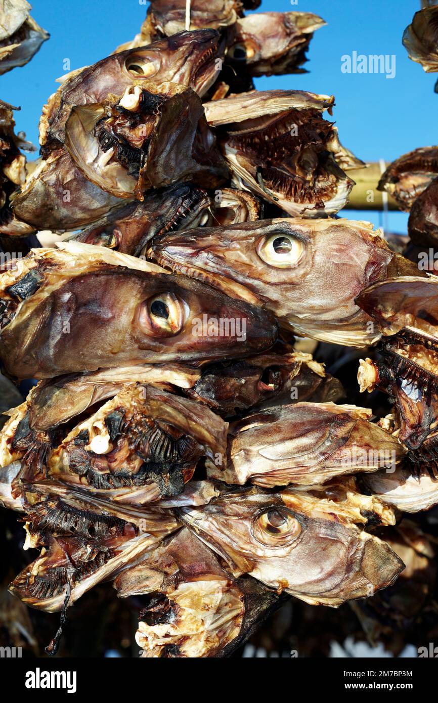 Cod fish heads drying Stock Photo - Alamy