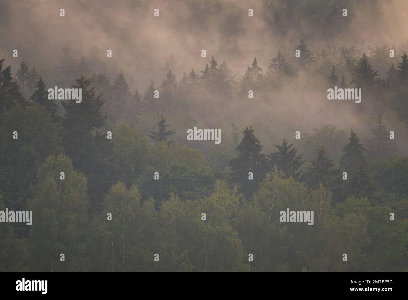 The beautiful green forest on a foggy misty weather for backgrounds and ...