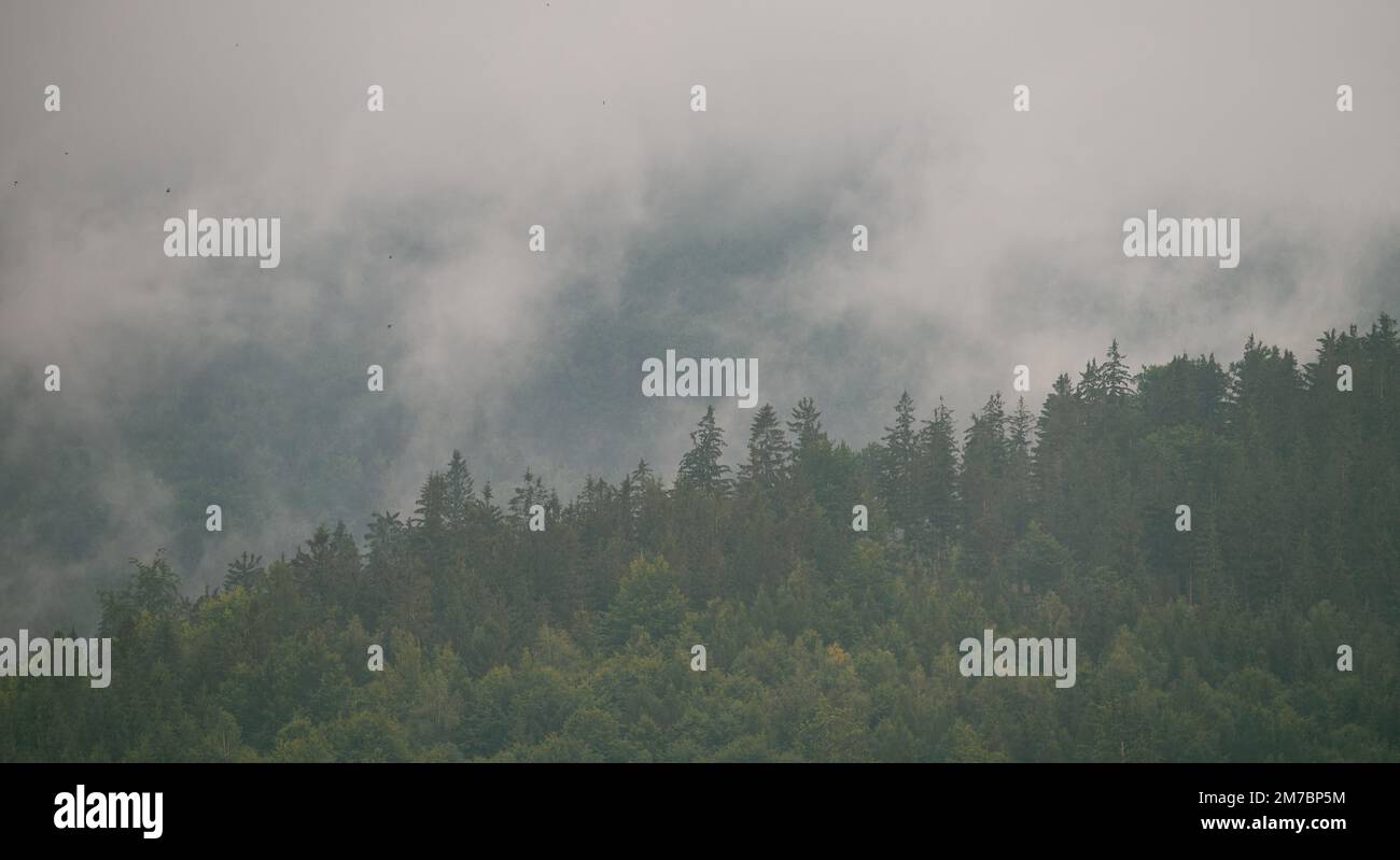 The beautiful green forest on a foggy misty weather for backgrounds and ...