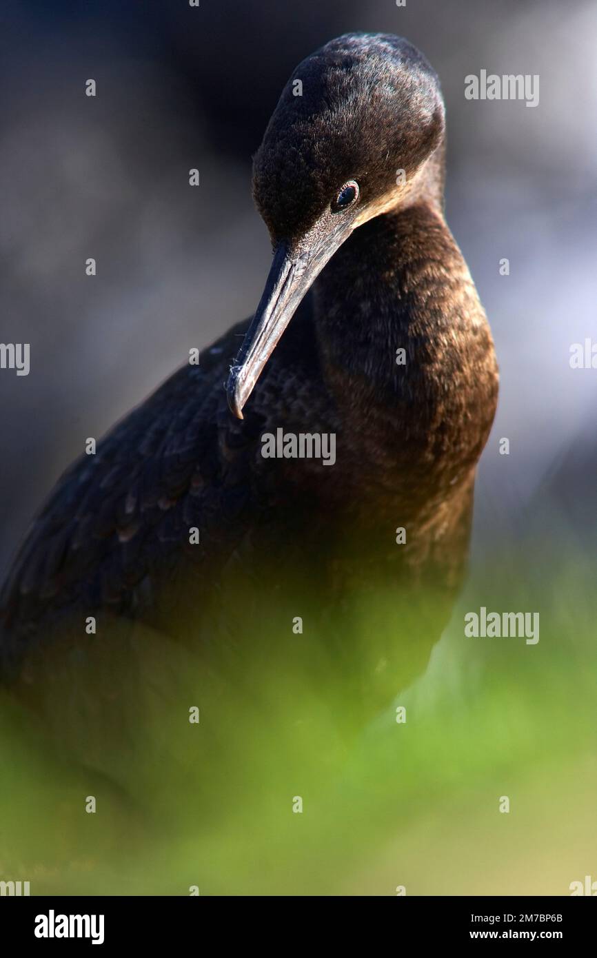 Cormorant eye hi-res stock photography and images - Alamy
