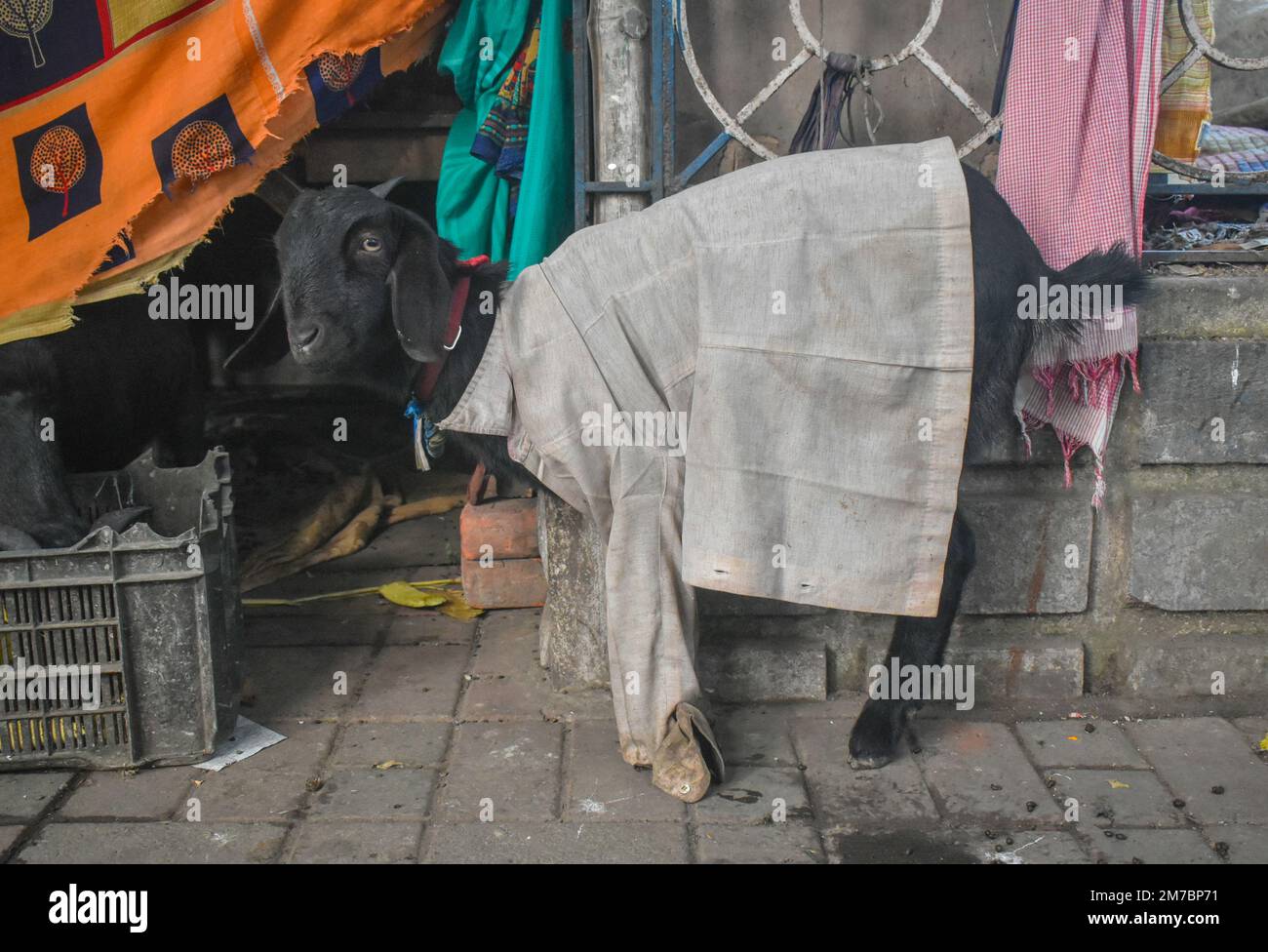 A goat wearing a shirt is seen on a farm on a cold winter morning in ...