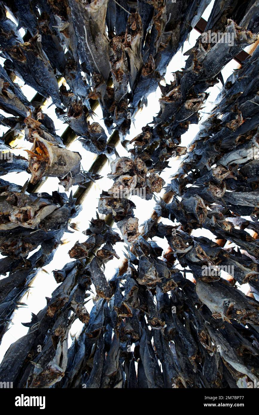 Hanging cod hi-res stock photography and images - Alamy