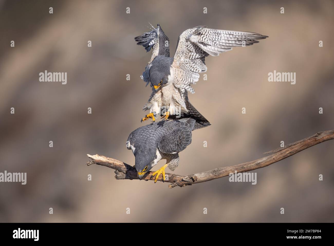Duck peregrine falcons hi-res stock photography and images - Alamy
