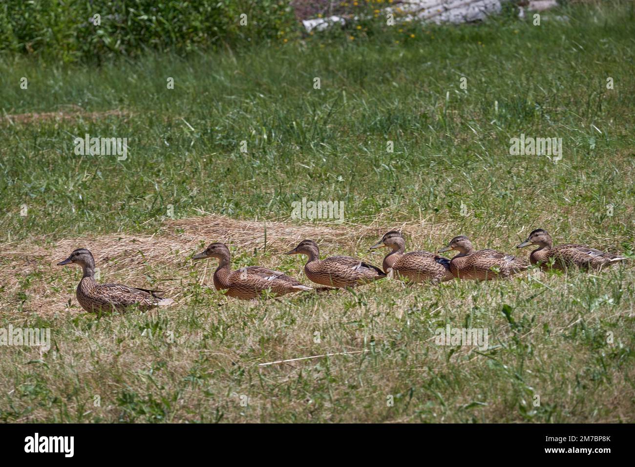 Group marbled ducks hi-res stock photography and images - Alamy