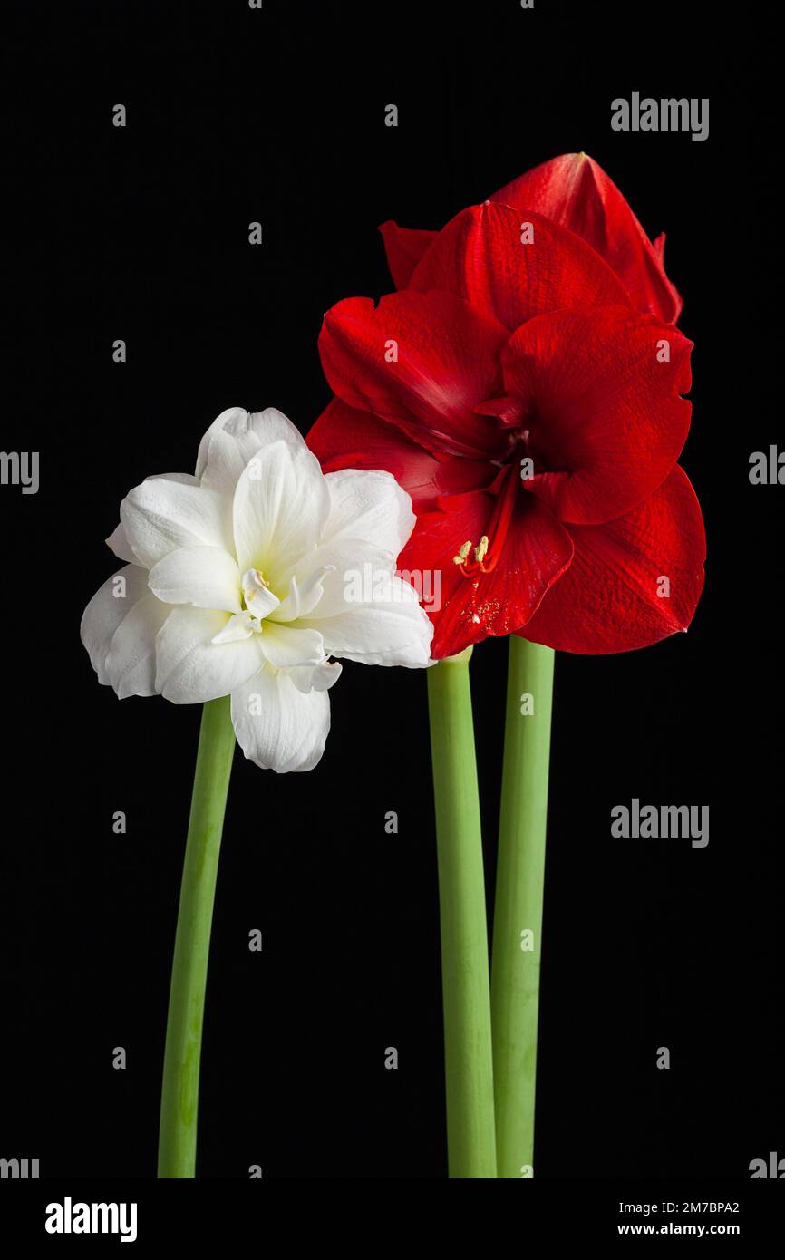 metaphor of couple in love intimacy tendernes, two amaryllis flowers ...