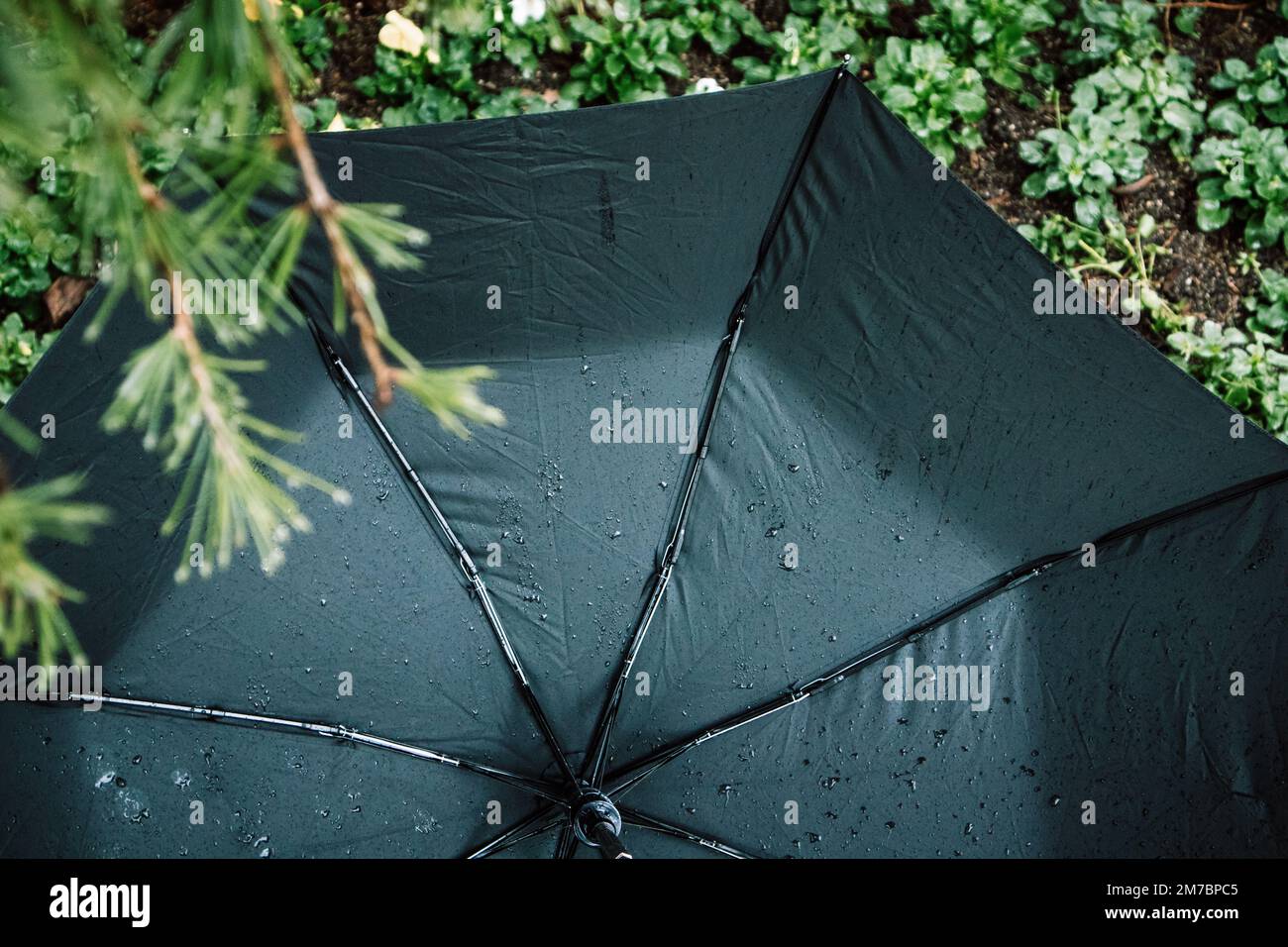 Black wet umbrella, with small water droplets from inside, umbrella ...