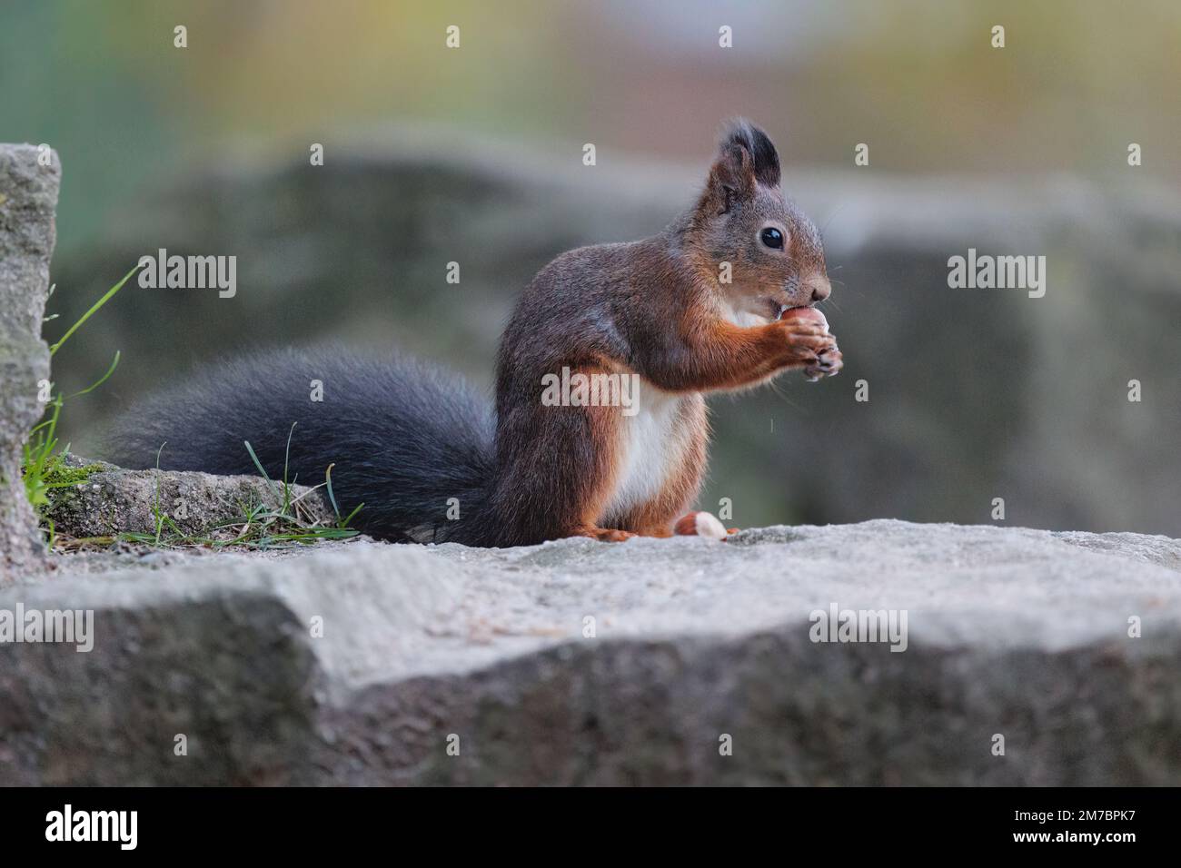 A red squirrel eating nuts on a rock Stock Photo - Alamy