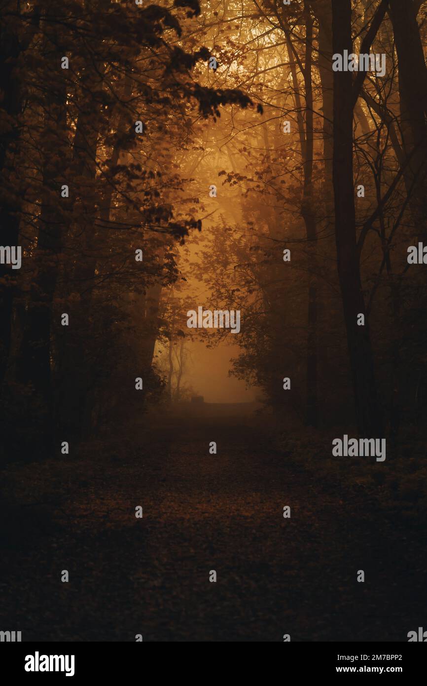 foggy path in the forest with orange sunlight Stock Photo - Alamy