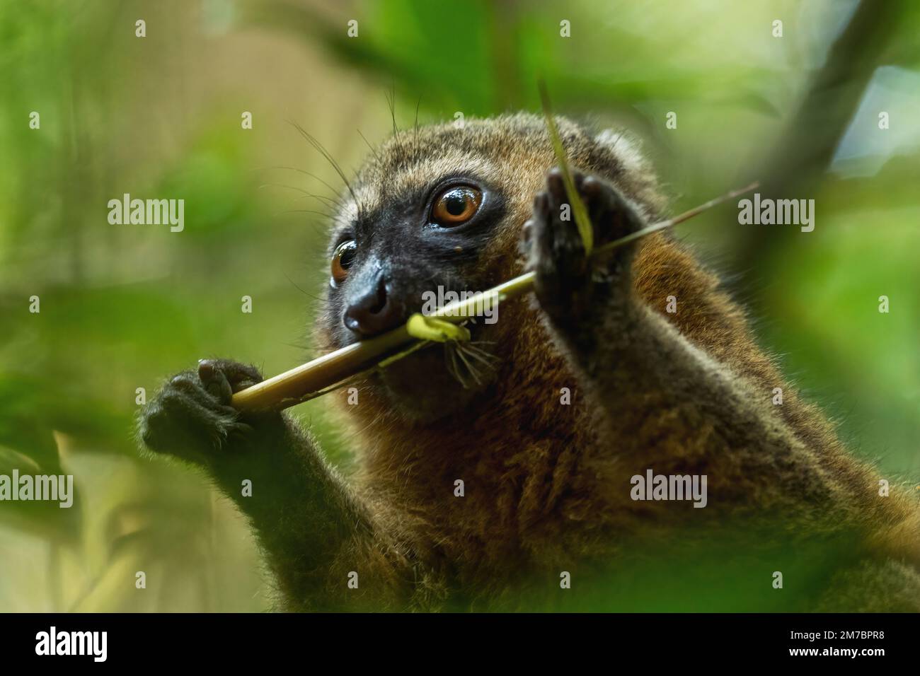 Golden Bamboo Lemur - Hapalemur aureus, beautiful colored bamboo lemur ...