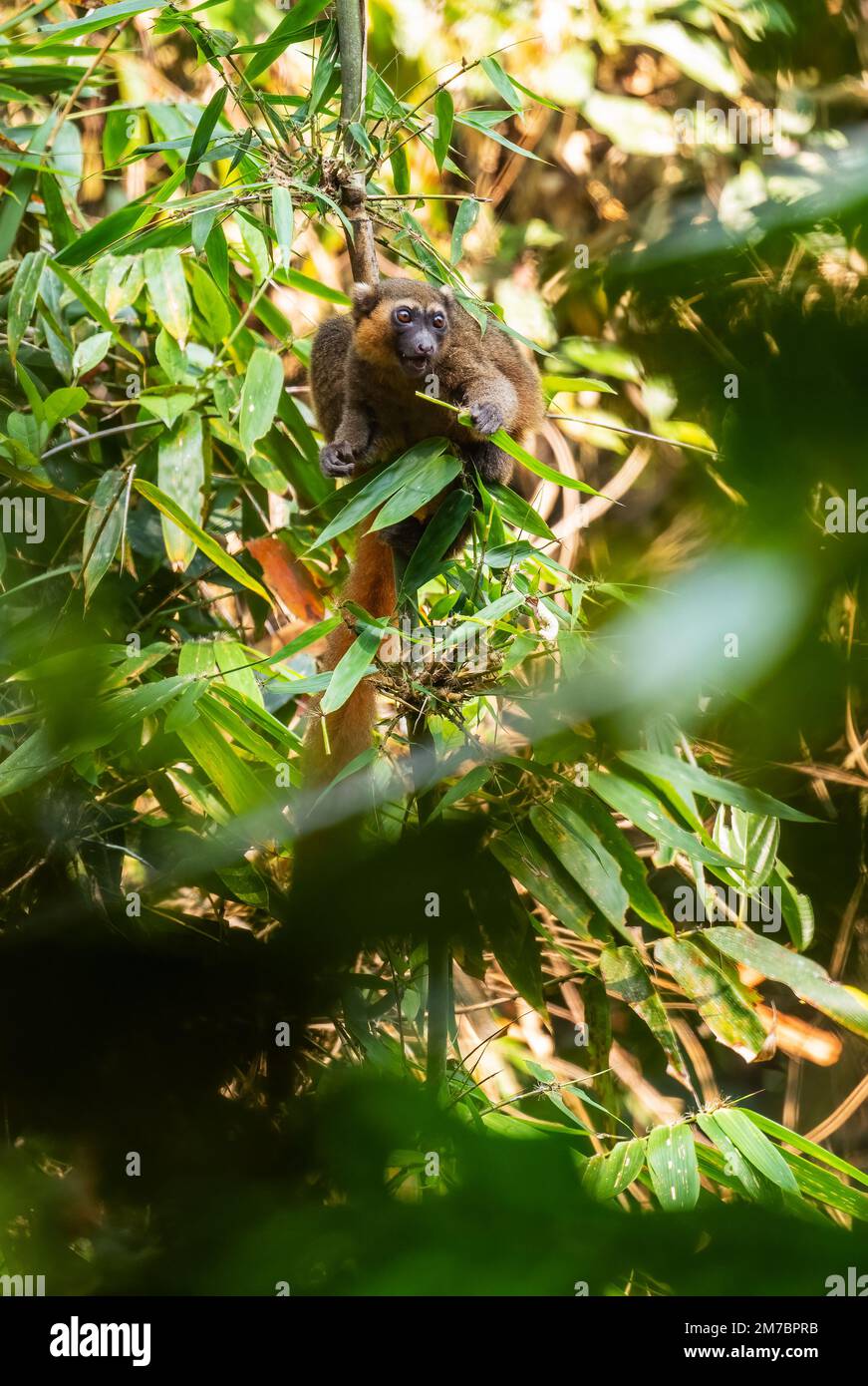 Golden Bamboo Lemur - Hapalemur aureus, beautiful colored bamboo lemur ...
