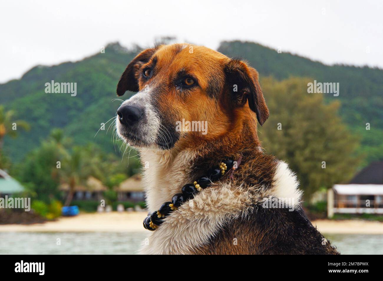 Cebucao nut hi-res stock photography and images - Alamy